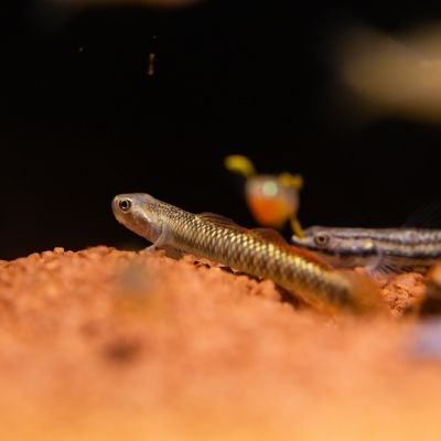 Cá_Freshwater Goby_Stiphodon sp.