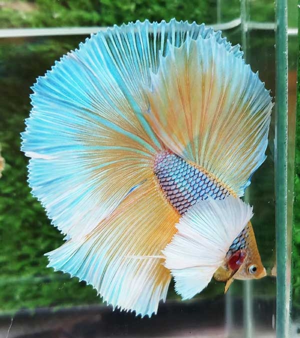 Betta 029